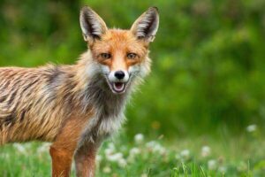Female Fox: How To Differentiate Them From Male Foxes