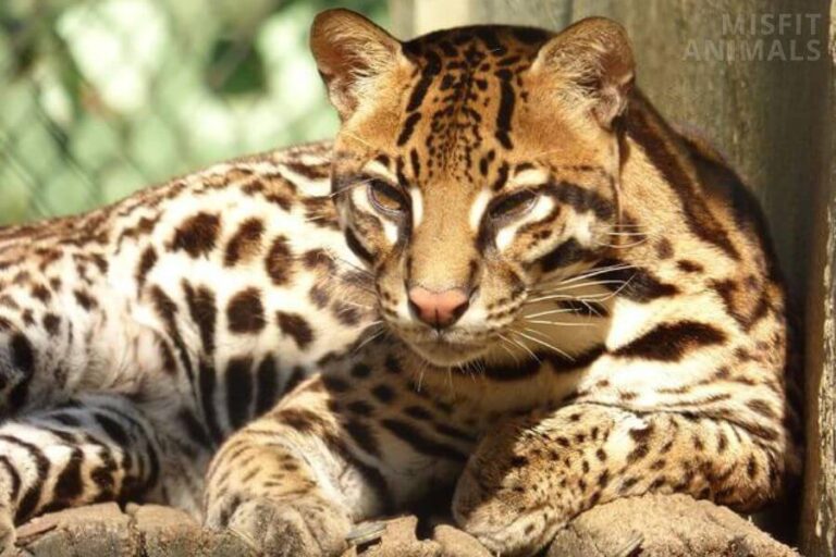 Ocelot Diet: What Do Ocelots Eat? (List Of Prey Animals)
