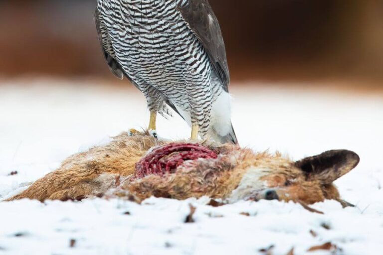 Fox Predators: What Eats Foxes? (15 Natural Enemies)