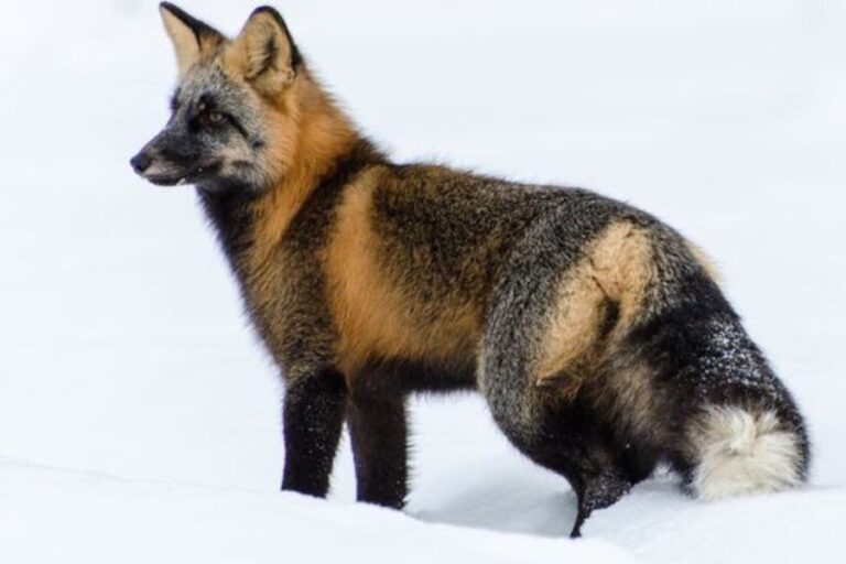 Cross Fox Facts: What Are Cross Foxes? (With Pictures)