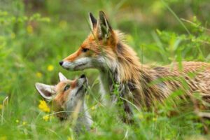 Female Fox: How To Differentiate Them From Male Foxes