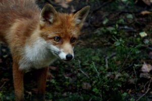 Are Foxes Nocturnal? (What They Do At Night) | Misfit Animals