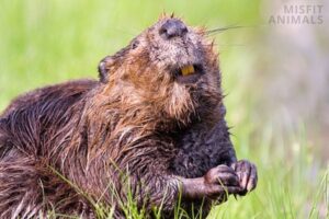 Beaver Sounds & Calls: What Sound Does A Beaver Make?