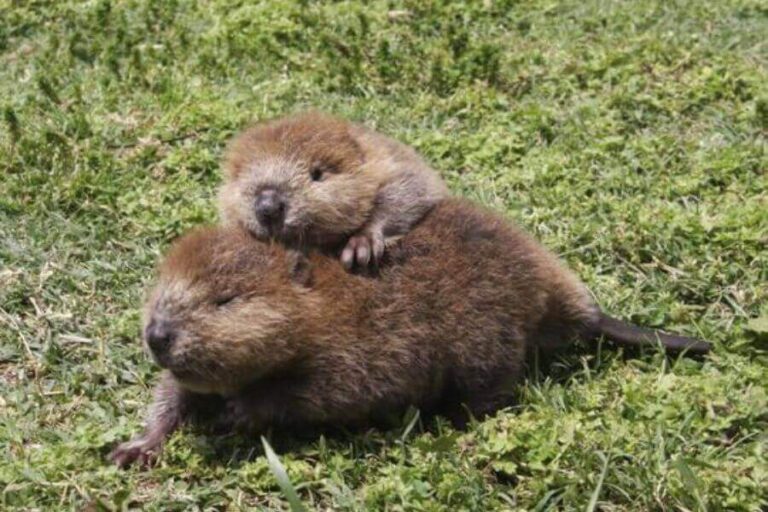 Baby Beaver: What They’re Called, Facts & Pictures
