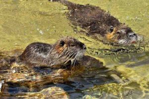 Beaver Group Behavior: What Is A Group Of Beavers Called?