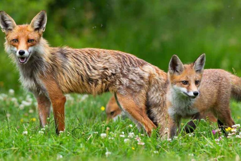 Are Foxes Nocturnal? (What They Do At Night) | Misfit Animals