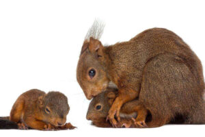 How Do Squirrels Mate? Squirrel Mating Season Explained