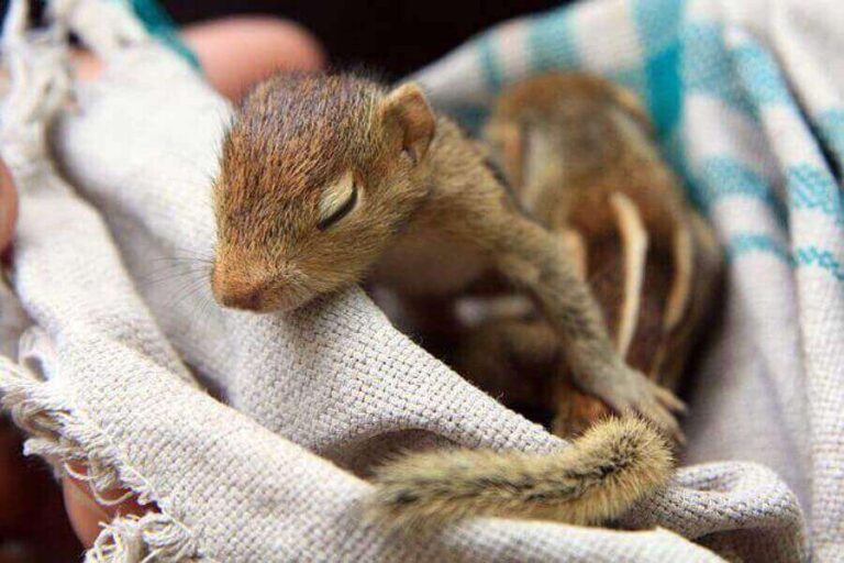 Baby Squirrels: Facts, Pictures & How To Help Them