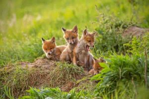 Baby Fox: What They’re Called, Facts & Images | Misfit Animals