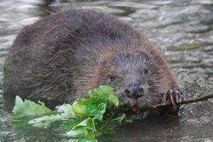 Beaver Habitat: Where Do Beavers Live In The World?