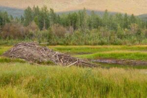 Beaver Lodge: Where Do Beavers Live? (Facts & Pictures)