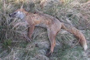 Fox Lifespan: How Long Do Foxes Live (Average Of 23 Species)