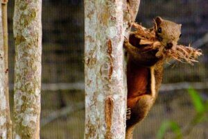 What Do Squirrel Nests Look Like & How Do They Build Them?