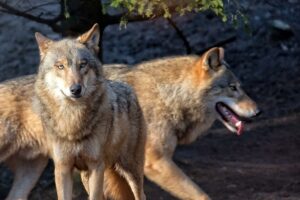 Apex Predator List: Top 15 Predators In The World