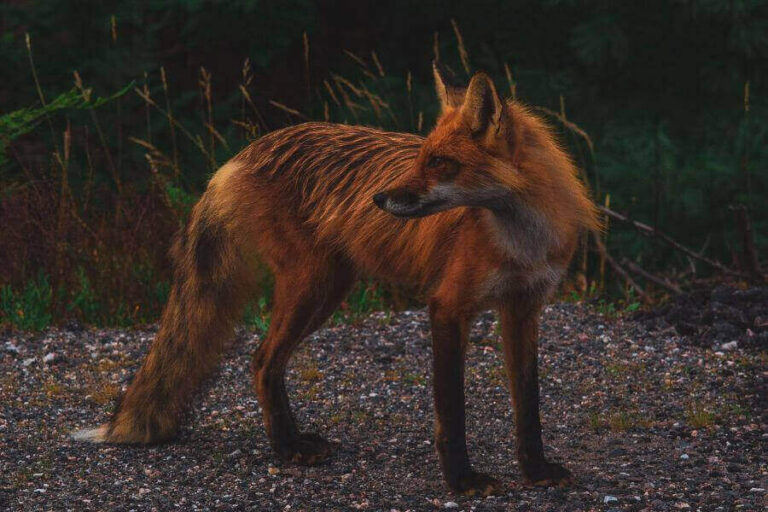 Are Foxes Nocturnal? (What They Do At Night) | Misfit Animals