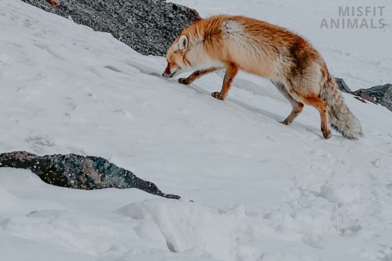 Fox Tracks: A Guide To Identifying Their Paw Prints & More