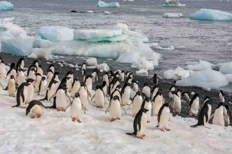 13 Animals In Antarctica: The Coldest Animals Out There