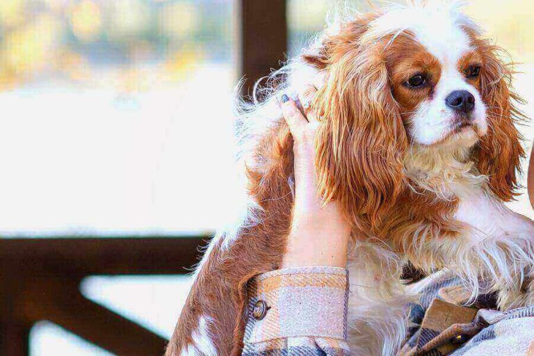 Cavalier King Charles Spaniel Price: Complete Cost Guide