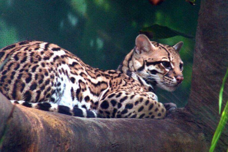 Baby Ocelots: Everything To Know About Ocelot Kittens