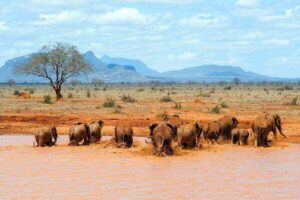 List Of Mammals: What Mammals Are & The 15 Most Common