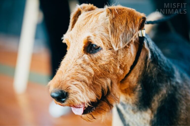 11 Airedale Terrier Mixes: Which Is Best? | Misfit Animals