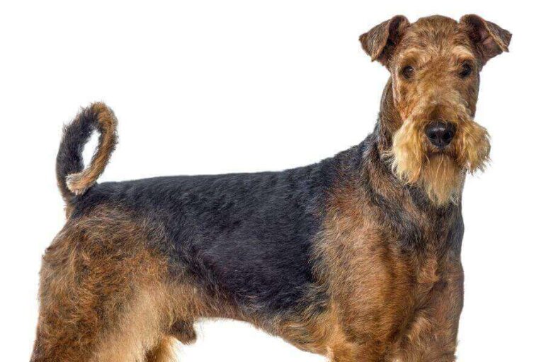 Airedale Terrier: Appearance, Temperament, Issues, & More