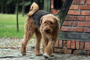 Airedoodle (Airedale Terrier Poodle Mix): Why They Are Great