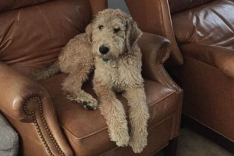 Airedoodle (Airedale Terrier Poodle Mix): Why They Are Great