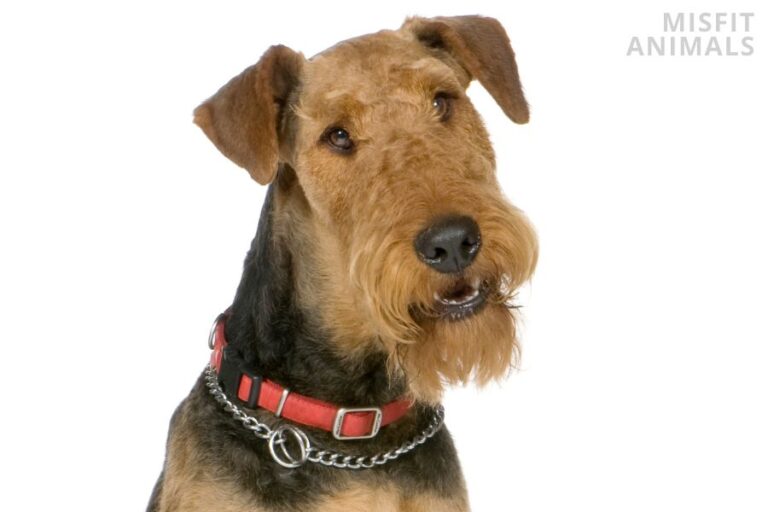 13 Airedale Terrier Temperament & Personality Traits