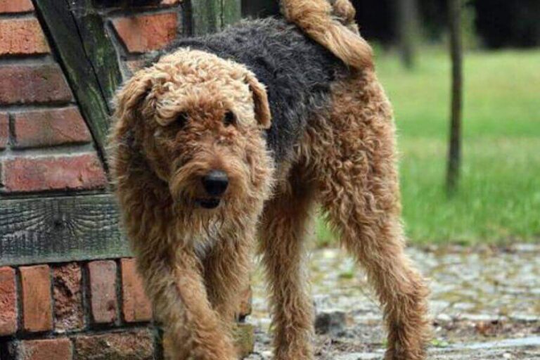 Airedale Terrier Size: Weight, Height, And Growth Chart