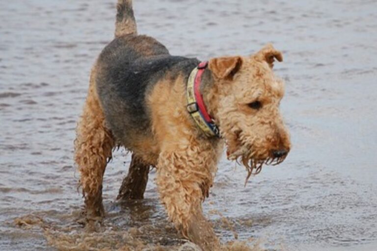 Airedale Terrier: Appearance, Temperament, Issues, & More