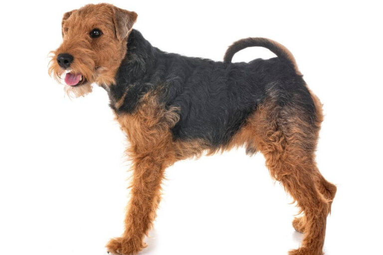 Welsh Terrier Vs. Airedale Terrier: 5 Differences & Similarities