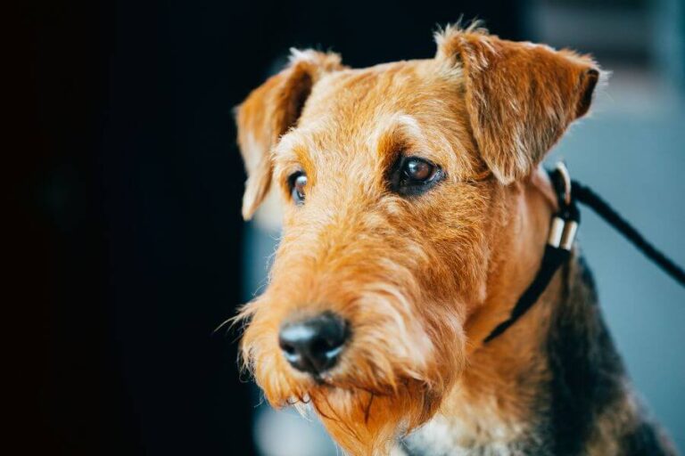 Airedale Terrier: Appearance, Temperament, Issues, & More