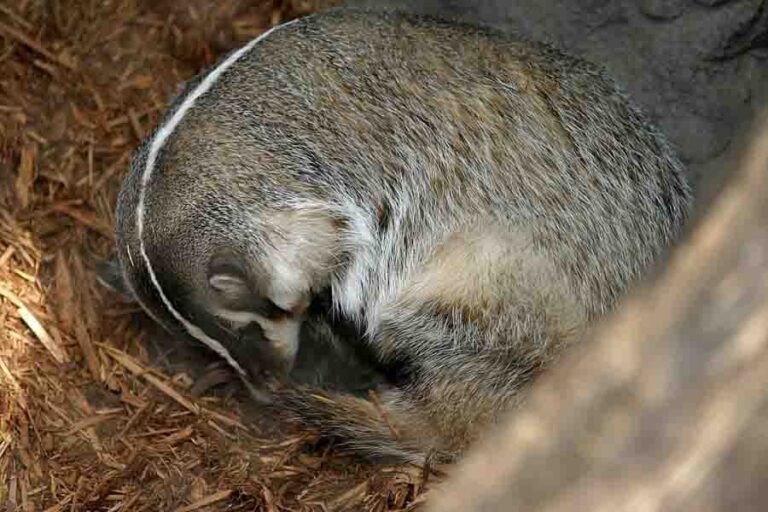 Animals That Sleep A Lot: 21 Sleepiest Animals In The World