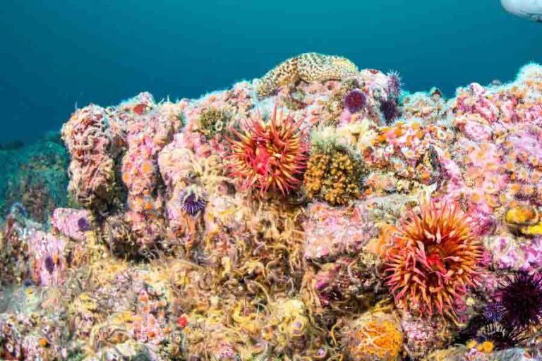 Slowest Animals In The World: 13 Of The Laziest Species