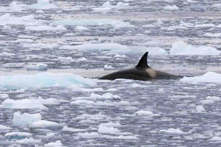 13 Animals In Antarctica: The Coldest Animals Out There