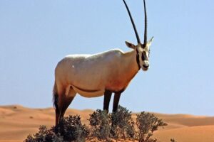 Desert Animals: 34 Animals That Thrive In The Desert