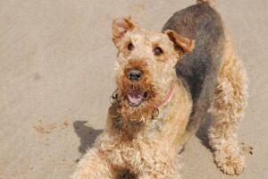 Airedale Terrier: Appearance, Temperament, Issues, & More