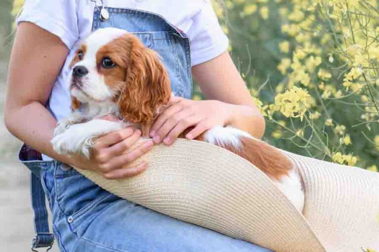 Cavalier King Charles Spaniel Temper: 15 Personality Traits
