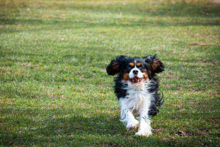 Cavalier King Charles Spaniel Temper: 15 Personality Traits