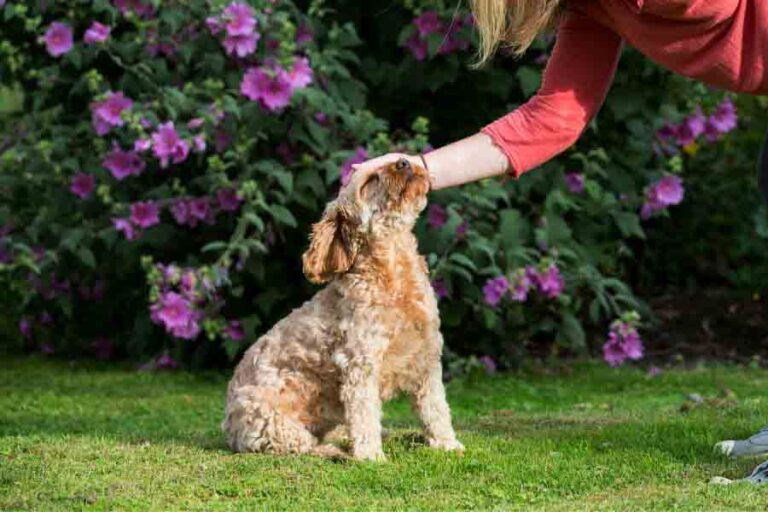 Cavalier King Charles Spaniel Poodle Mix (The Cavapoo)
