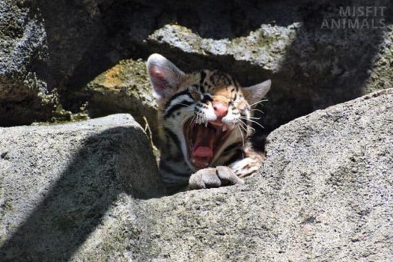 Are Ocelots Dangerous & Do They Attack? (How To Handle It)