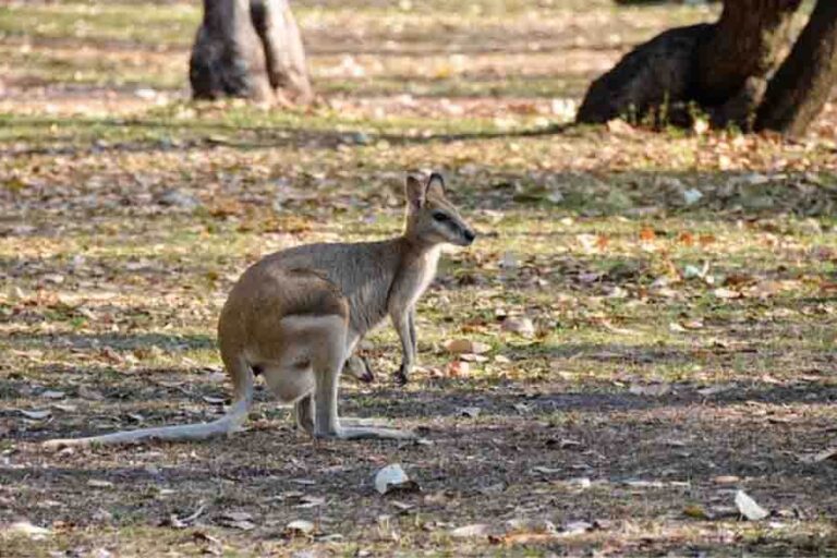 Kangaroo Weight: How Much Do Different Kangaroos Weigh?