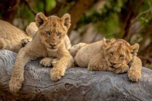 Baby Lions: What They’re Called, Facts, And Pictures