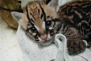 Baby Ocelots: Everything To Know About Ocelot Kittens