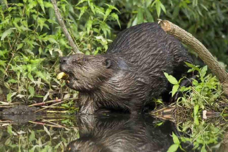 Energetic Animals: 11 Of The Most Hyperactive Animals