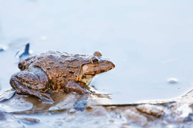 The Beaver Dam: How & Why Do Beavers Build Dams?
