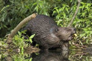 The Beaver Dam: How & Why Do Beavers Build Dams?