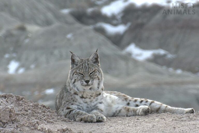 Bobcat (Lynx Rufus): Animal Facts, Pictures, & More