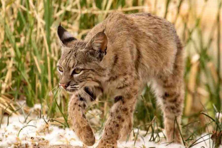 Bobcat (Lynx Rufus): Animal Facts, Pictures, & More